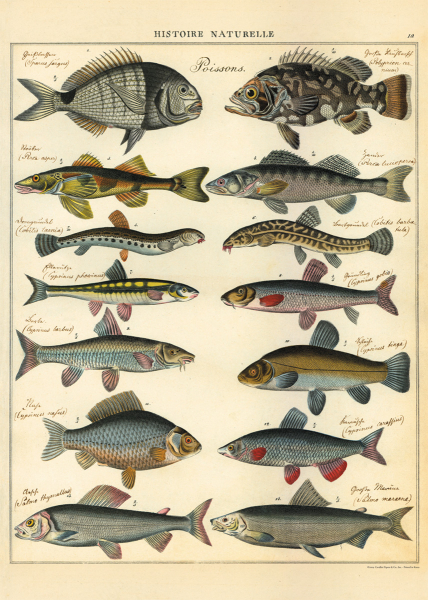 Poster - Fiskar - Reforma Sthlm