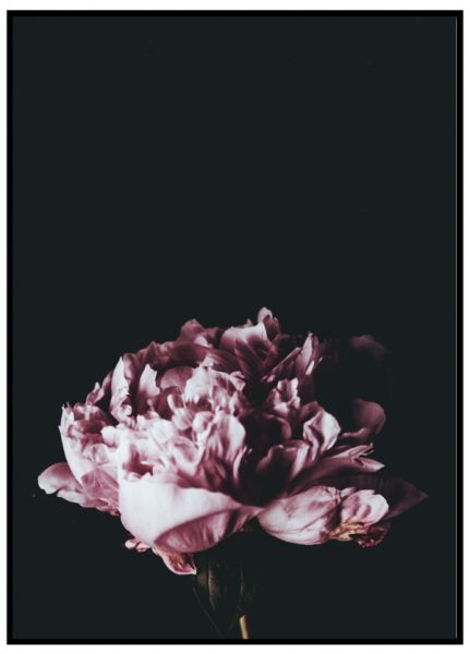 Poster - Pion 1 - Köp hos Reforma