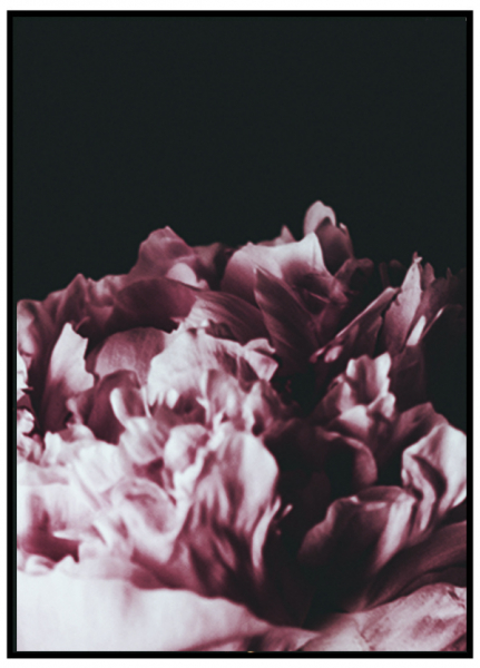 Poster - Pion 2 - Köp hos Reforma