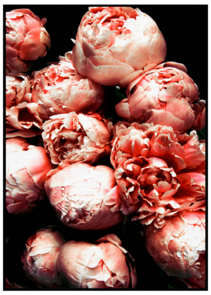 Poster - Pion 3 - Köp hos Reforma