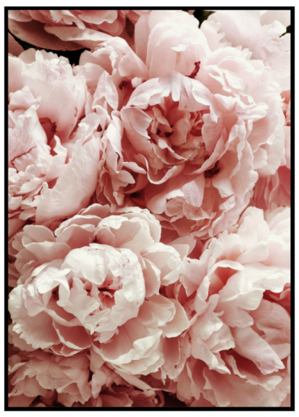 Poster - Pion 5 - Köp hos Reforma