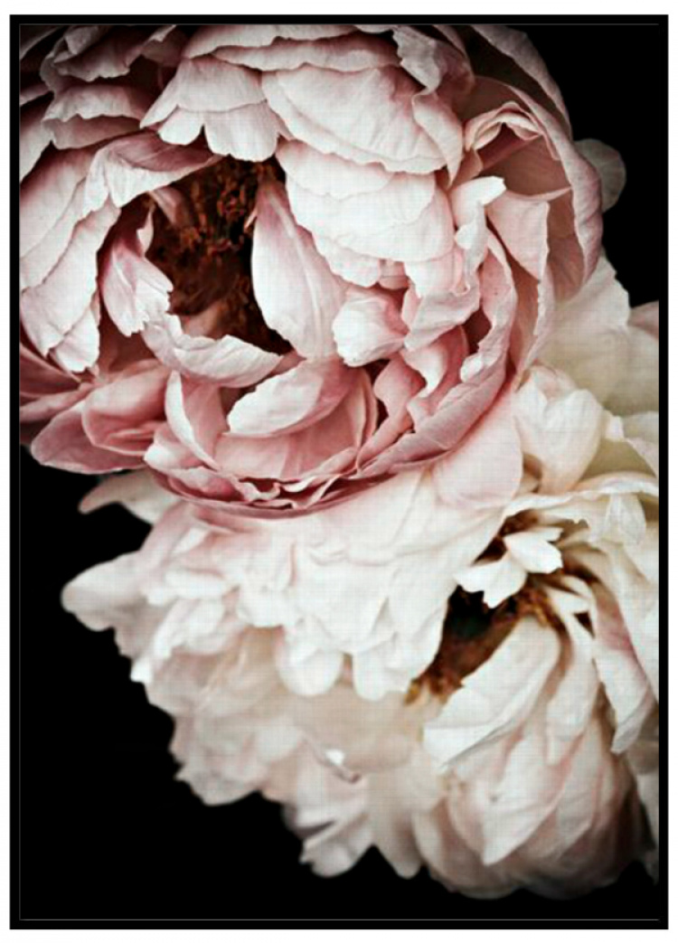 Poster - Pion 4 - Köp hos Reforma